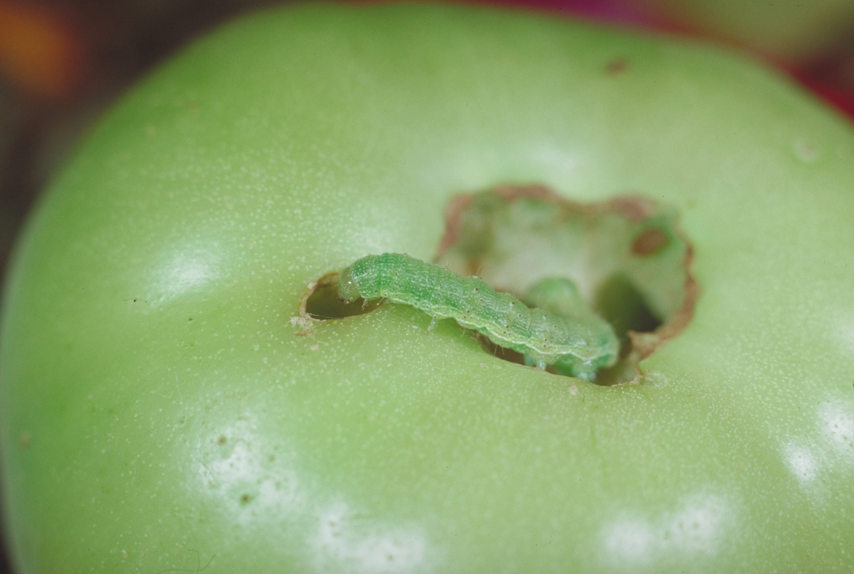 Tomato Fruitworm on Solanaceous Crops Scouting Guides for Problems of Vegetables